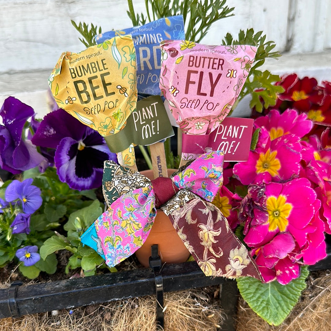 Mother's Day Gift - Seed Pod plant – Mrs. Robinson's Tea Shop