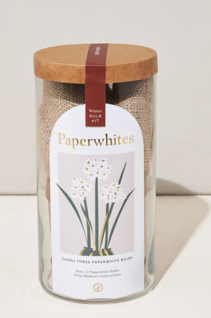 Winter Bulb Kit - Paperwhite- Modern Sprout – Mrs. Robinson's Tea Shop